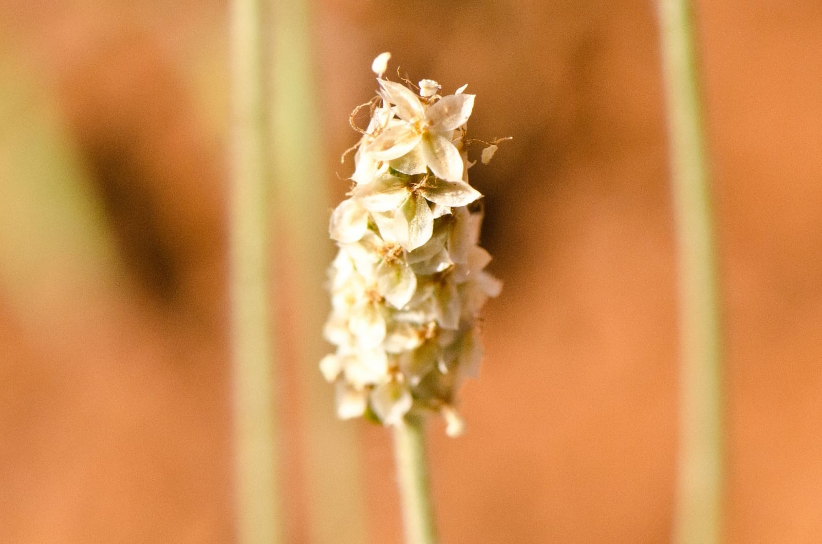 Psyllium husk: Maintaining remission in ulcerative colitis | Research ...