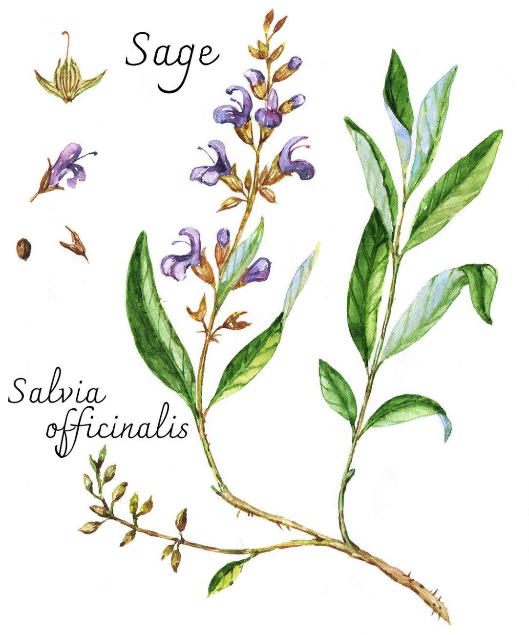 Sage | Herbs | Herbal Reality