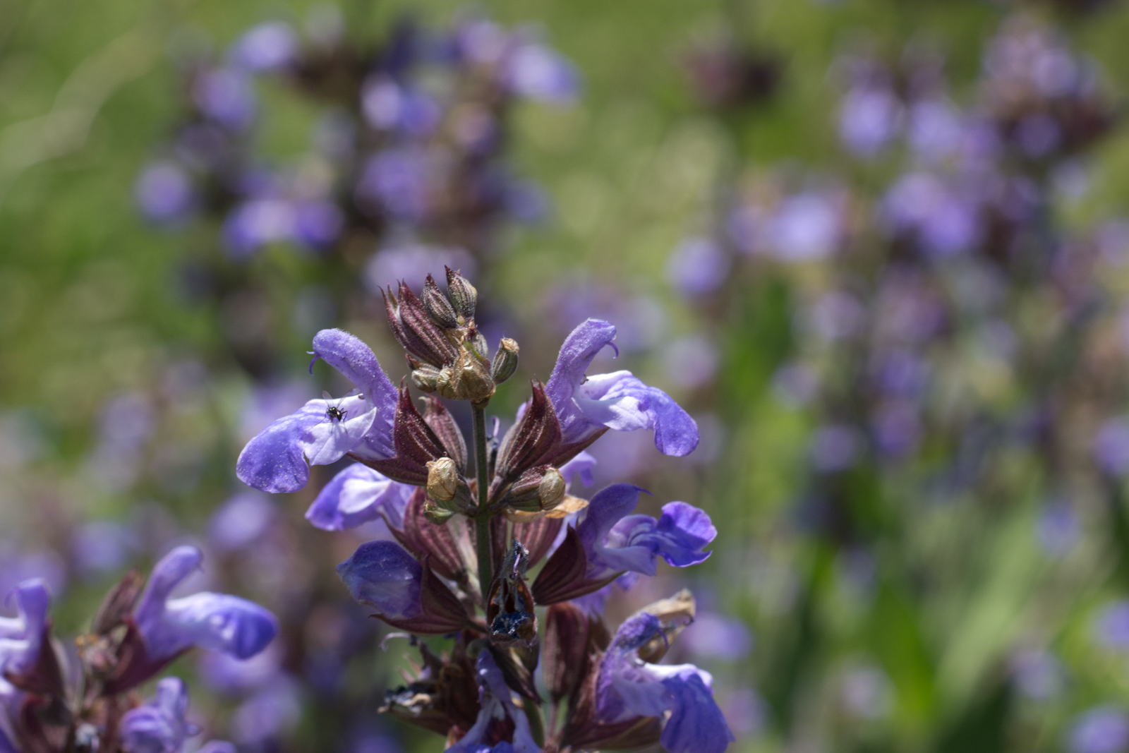 Sage (Salvia officinalis): Benefits, Uses, Side Effects | Herbal Reality