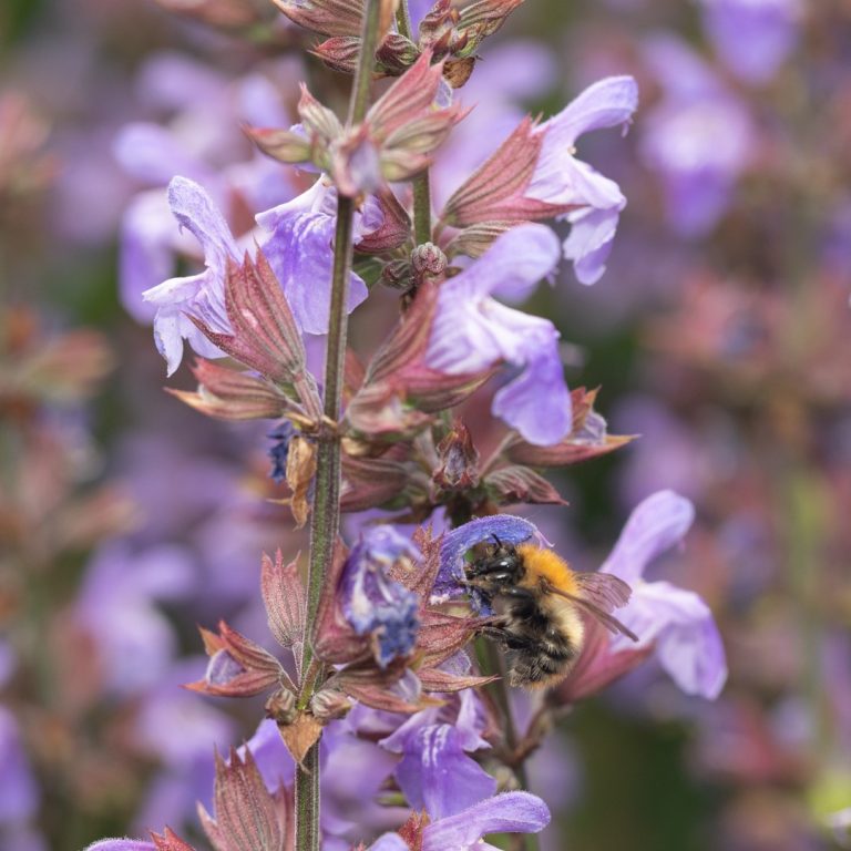Sage (Salvia officinalis): Benefits, Uses, Side Effects | Herbal Reality