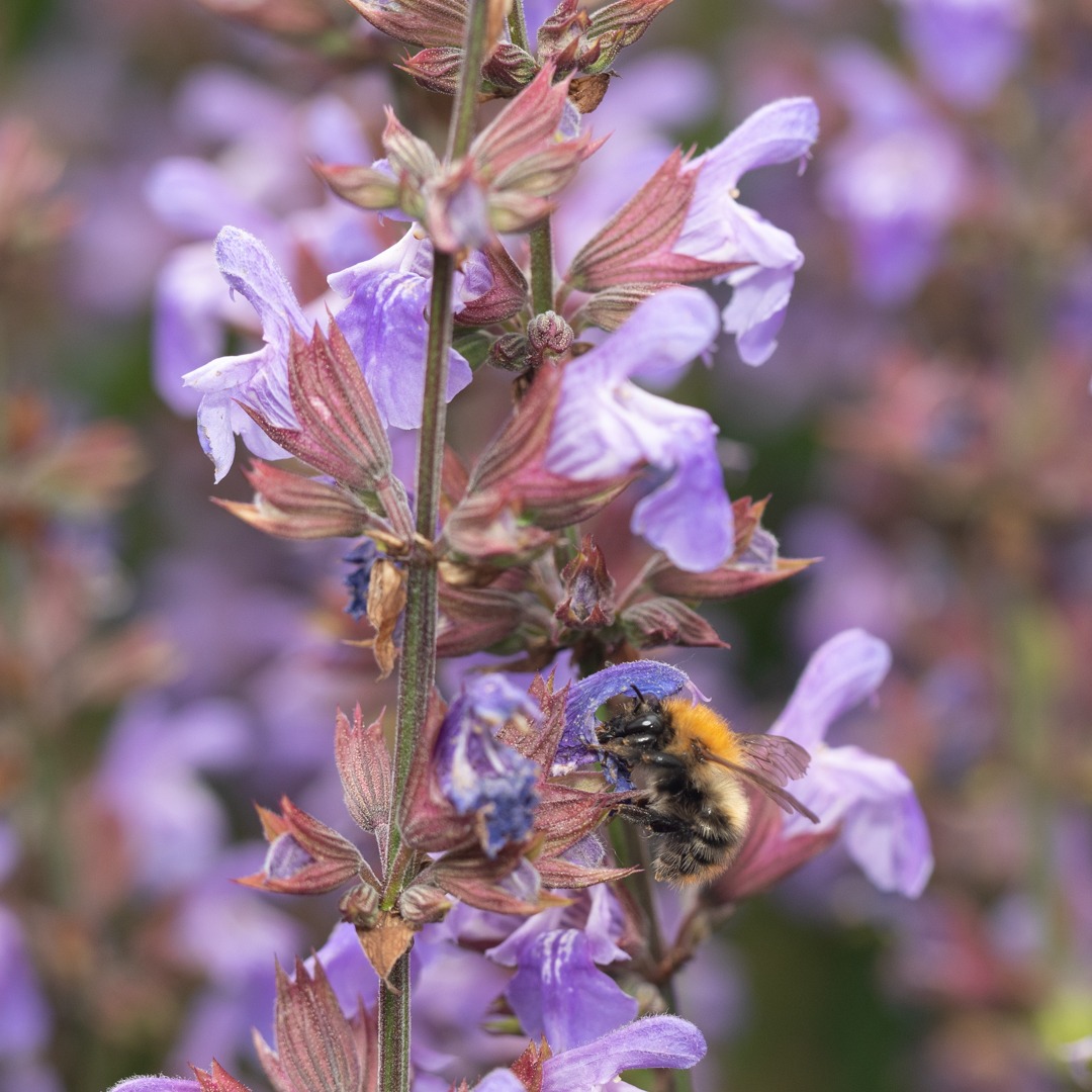 Sage (Salvia officinalis): Benefits, Uses, Side Effects | Herbal Reality