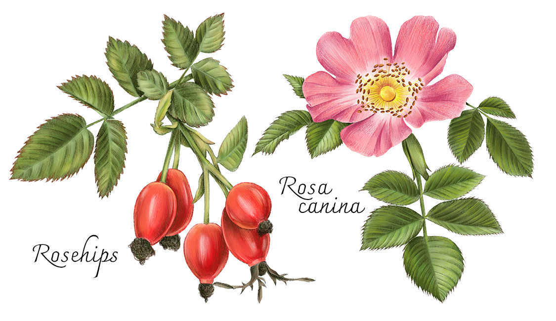 Rosehips | Herbs | Herbal Reality
