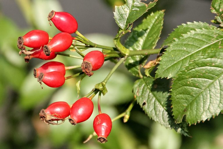 Rosehips (Rosa canina): Benefits, Uses, Research, Safety | Herbal Reality