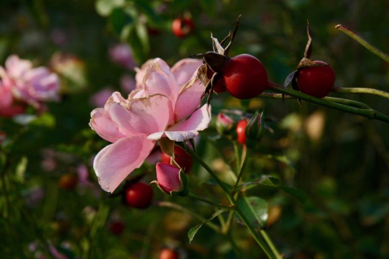Rosehips (Rosa canina): Benefits, Uses, Research, Safety | Herbal Reality