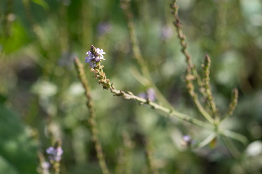 Vervain (Verbena officinalis): Benefits, Uses, Safety | Herbal Reality