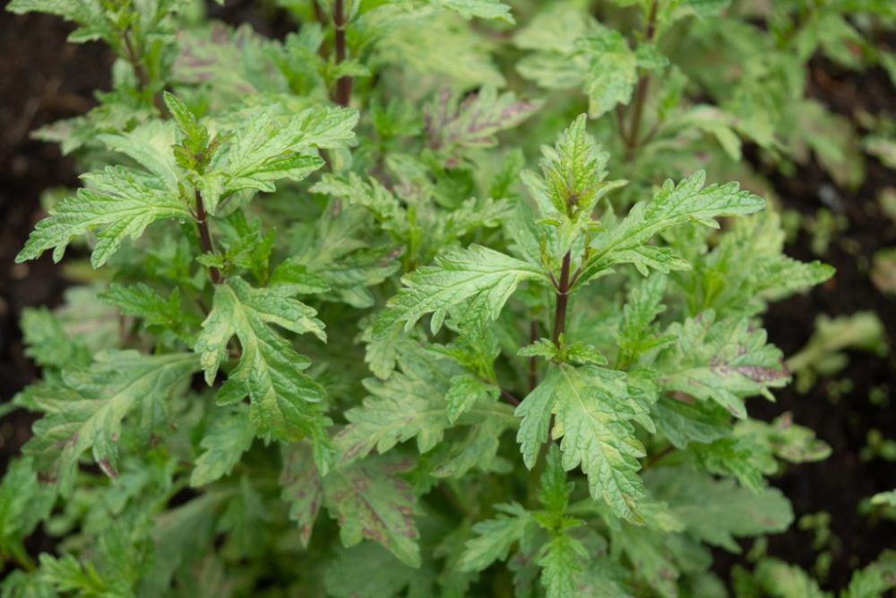 Vervain | Herbs | Herbal Reality