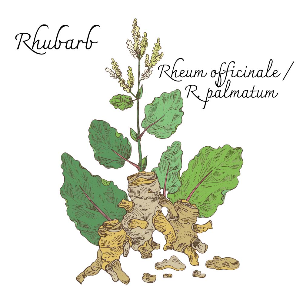 Rhubarb | Herbs | Herbal Reality