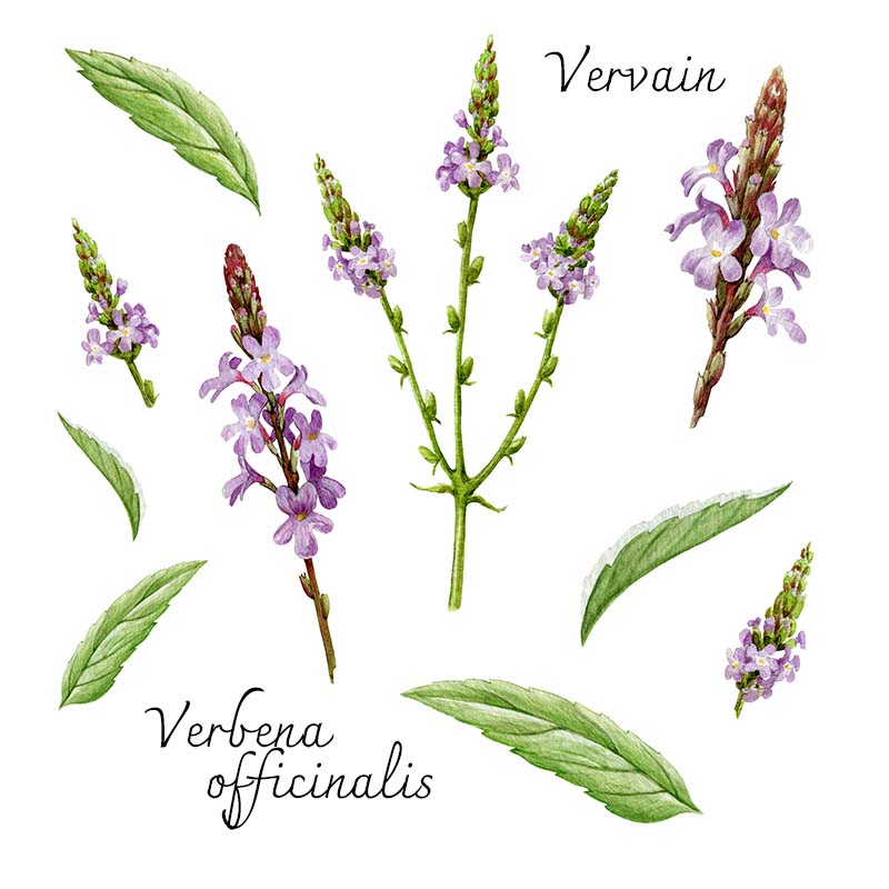Vervain | Herbs | Herbal Reality