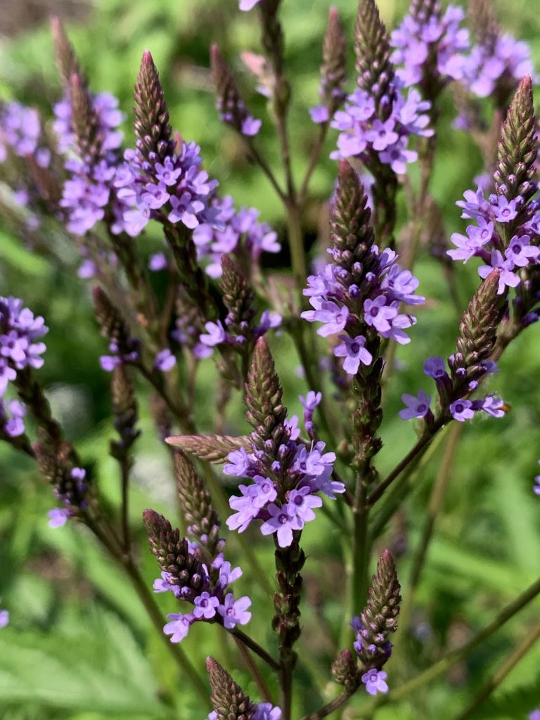 Vervain | Herbs | Herbal Reality