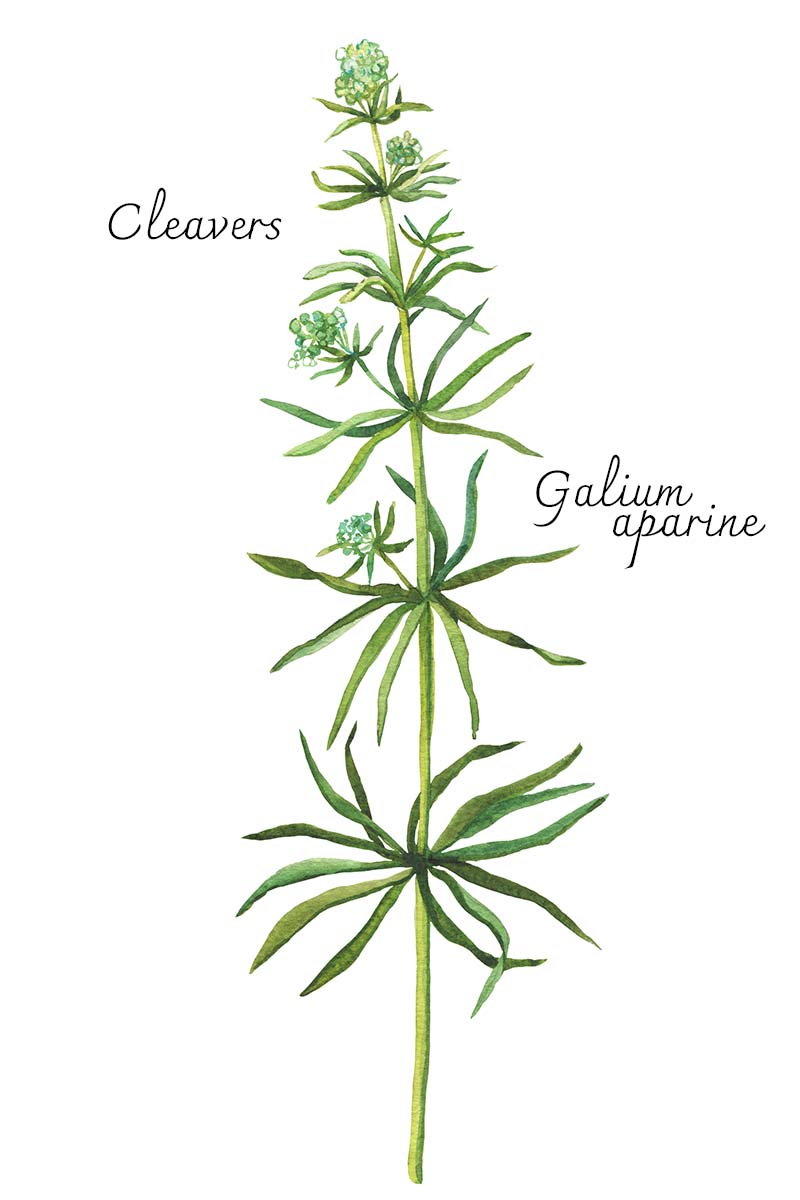 Cleavers | Cleavers Benefits, Uses, Research & Evidence | Herbal Reality