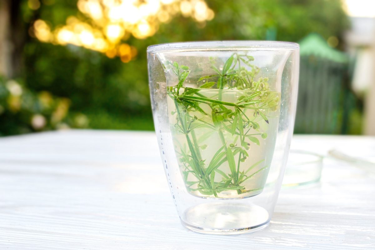 Cleavers | Herbs | Herbal Reality