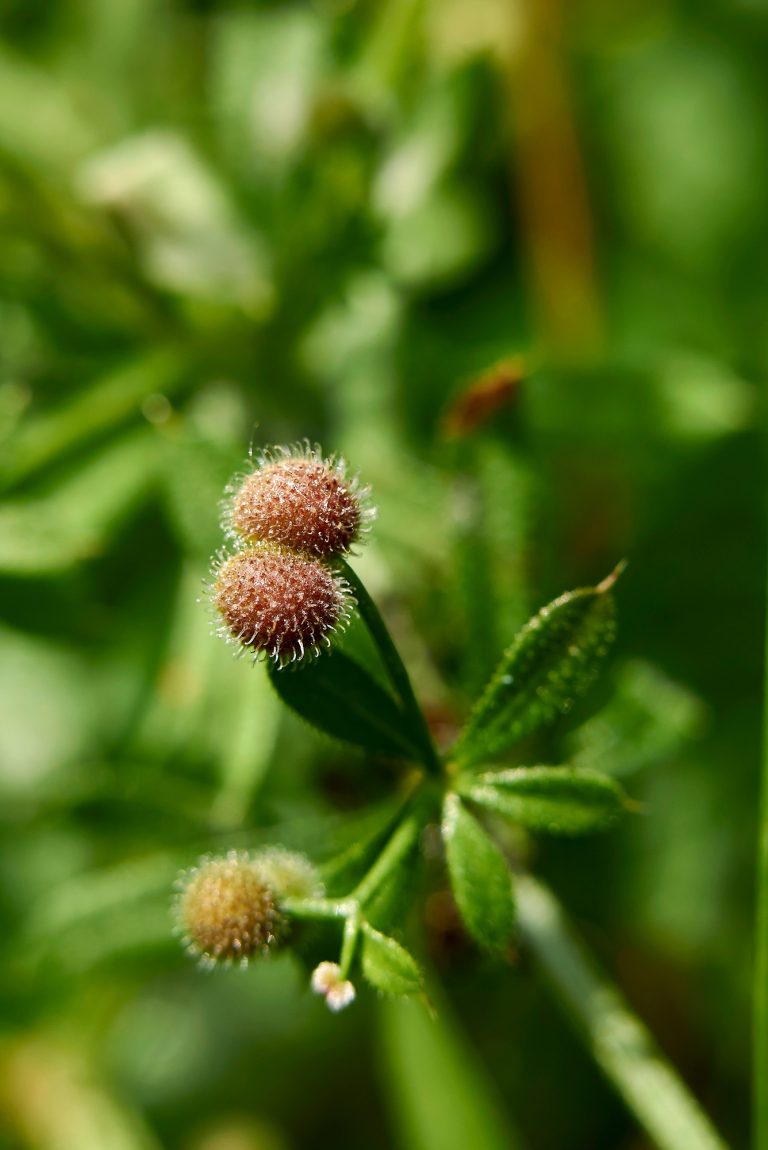 Cleavers (Galium aparine): Benefits, Uses, Safety, Research | Herbal ...