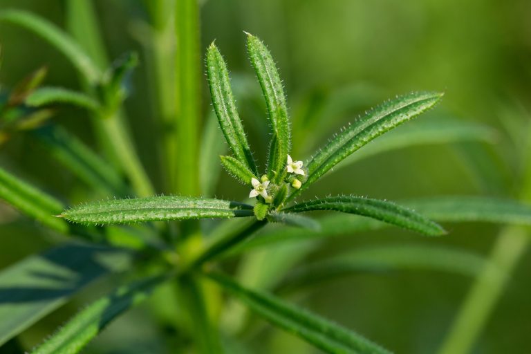Cleavers | Cleavers Benefits, Uses, Research & Evidence | Herbal Reality