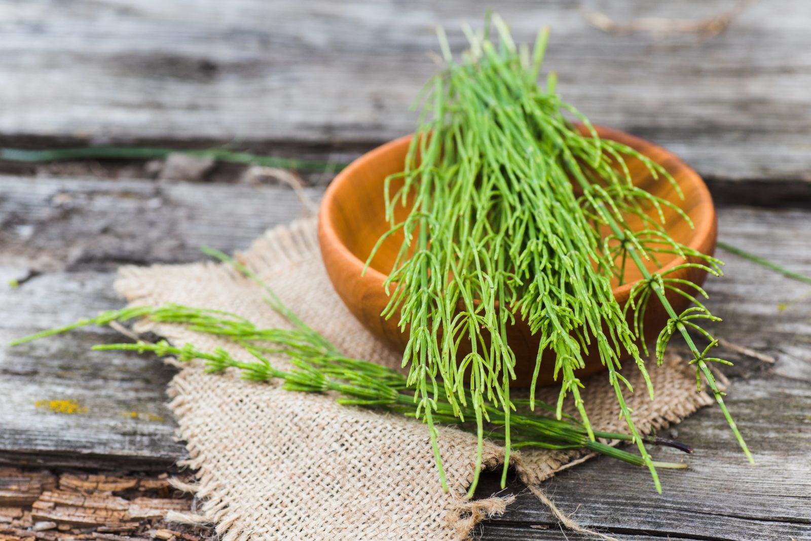 Horsetail | Herbs | Herbal Reality