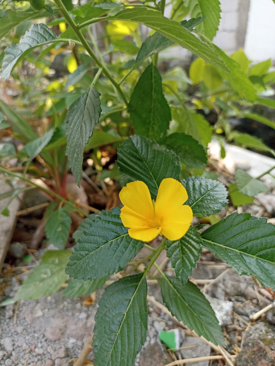 Damiana | Herbs | Herbal Reality