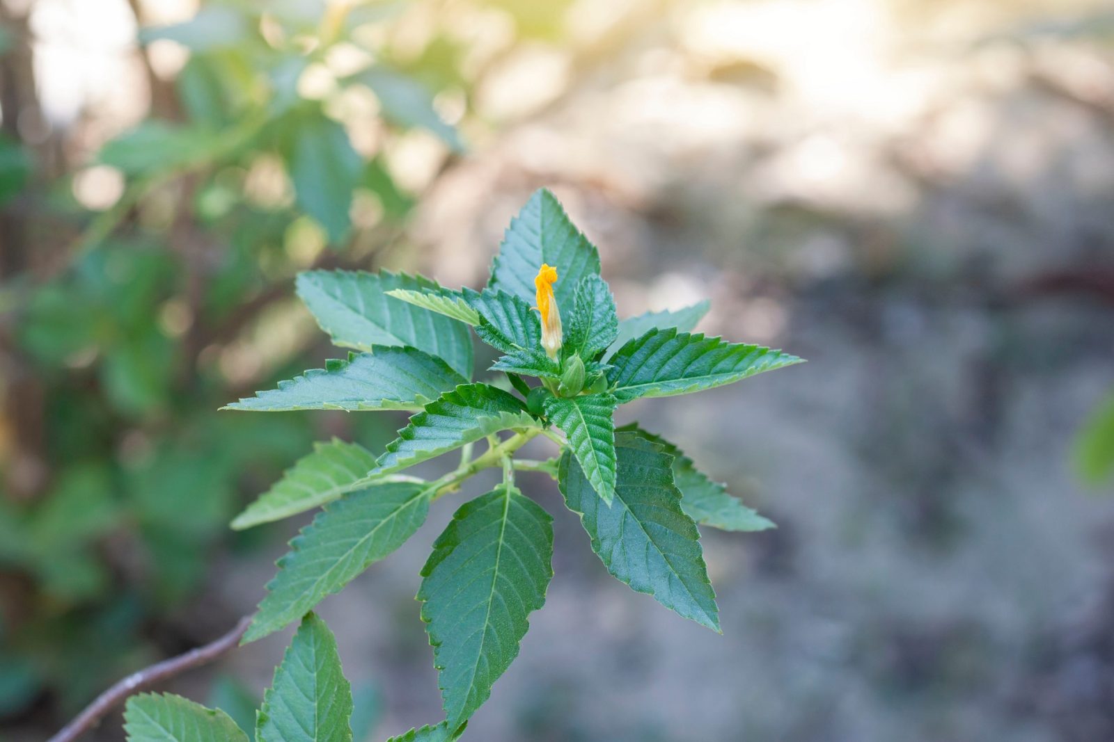 Damiana | Herbs | Herbal Reality