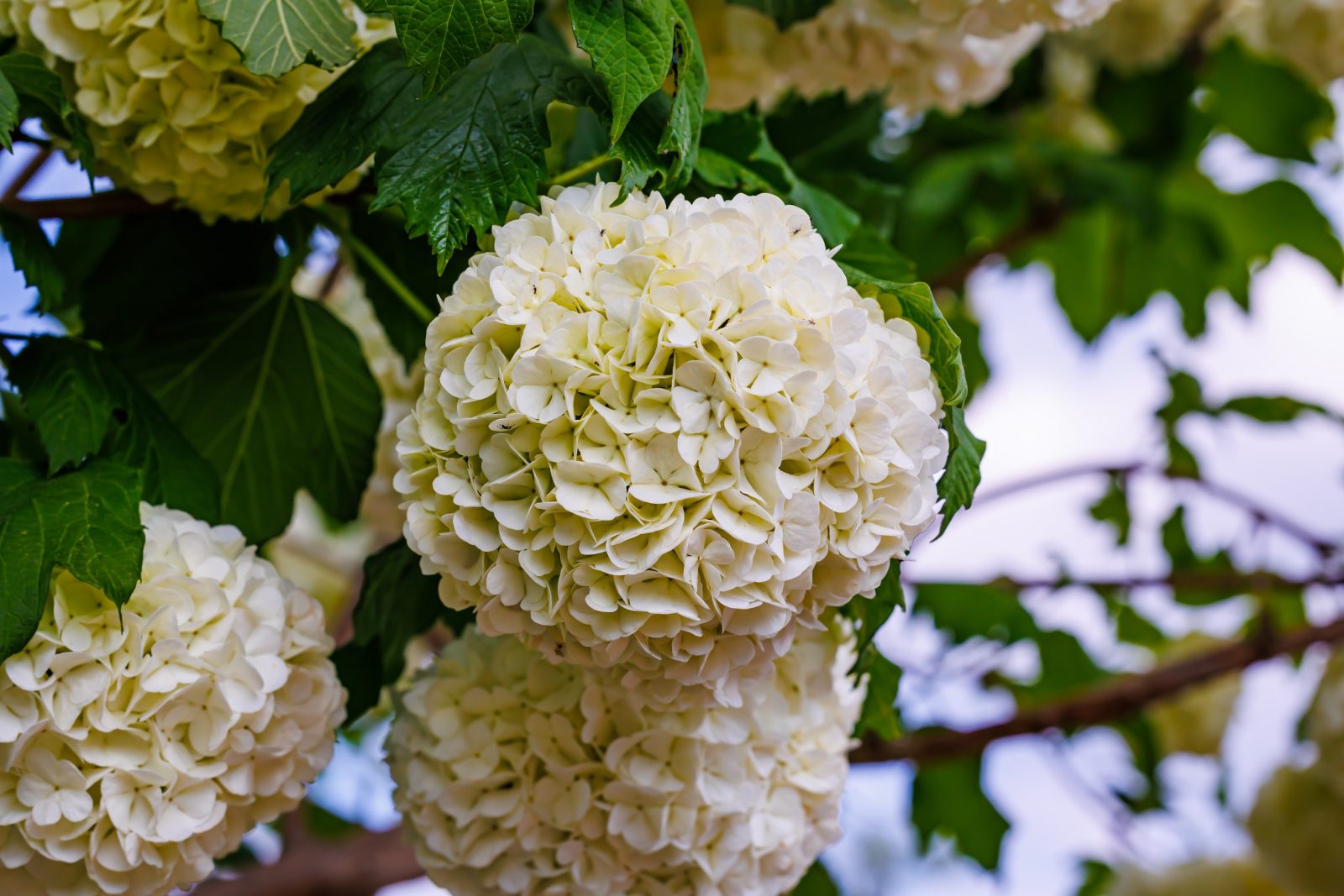 Cramp bark | Herbs | Herbal Reality