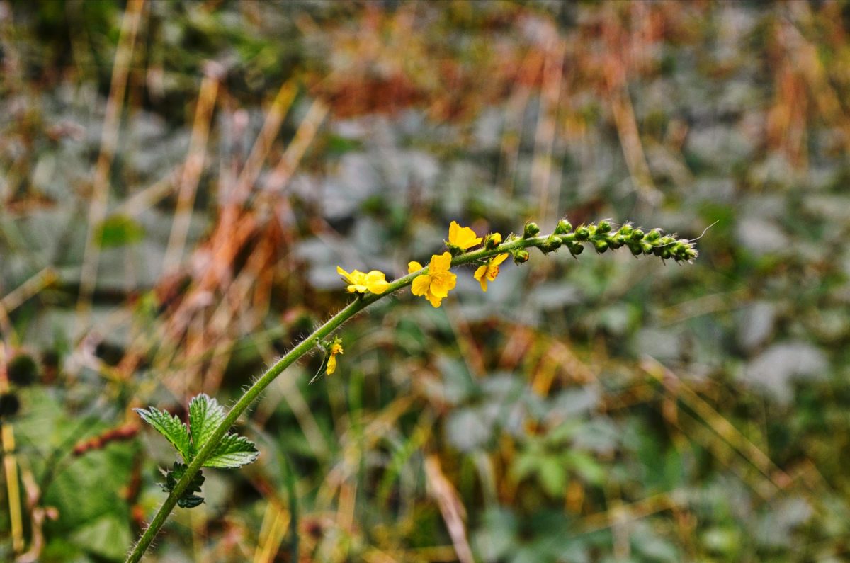 Agrimony | Herbs | Herbal Reality