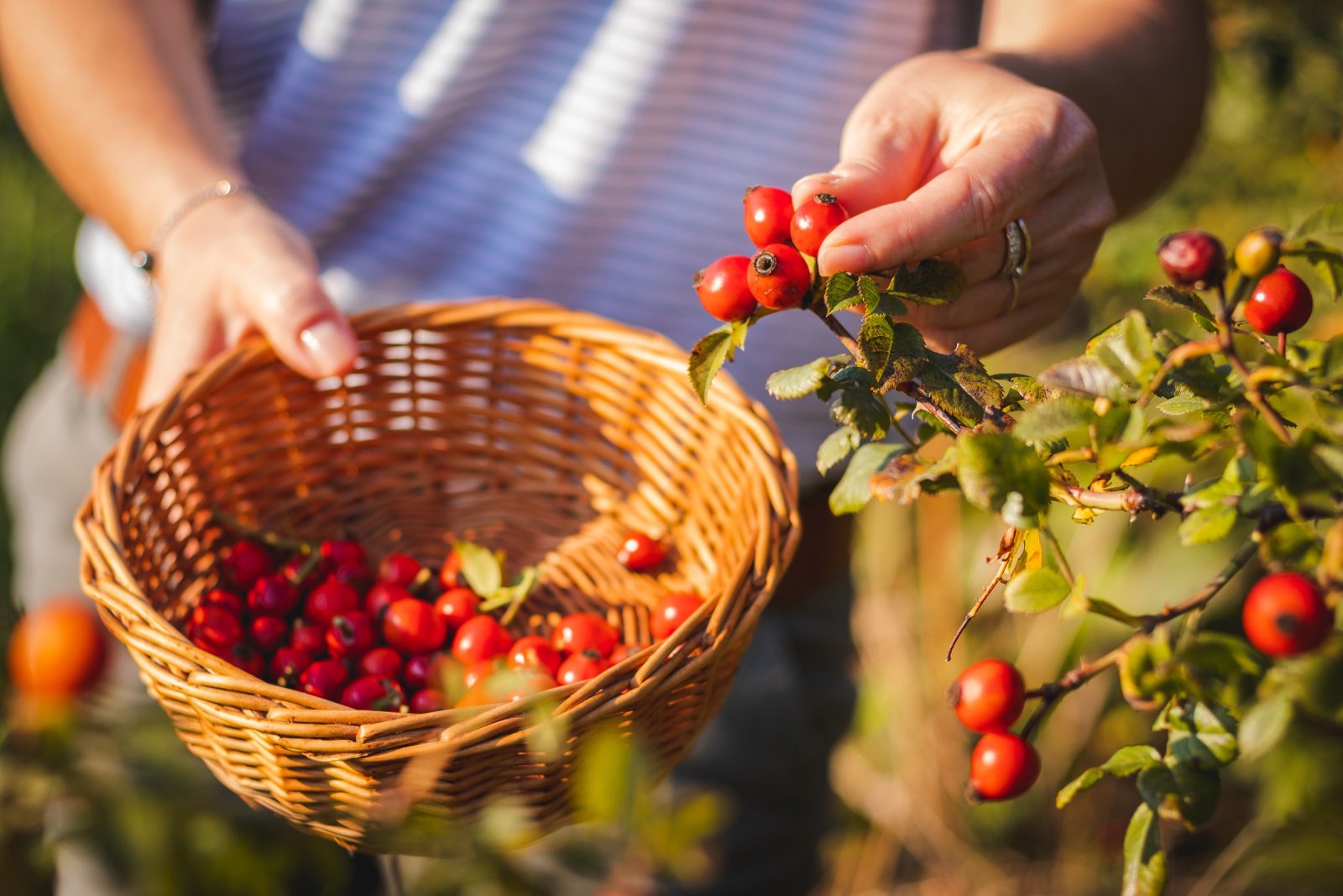 Edible plants to forage in July | Foraging | Herbal Reality
