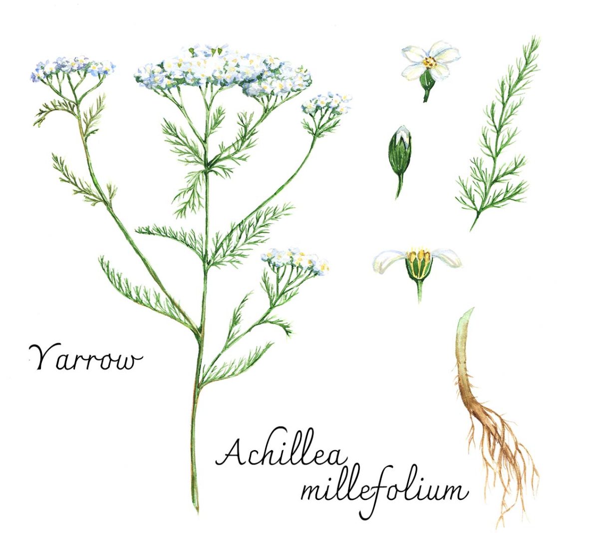 Yarrow | Herbs | Herbal Reality