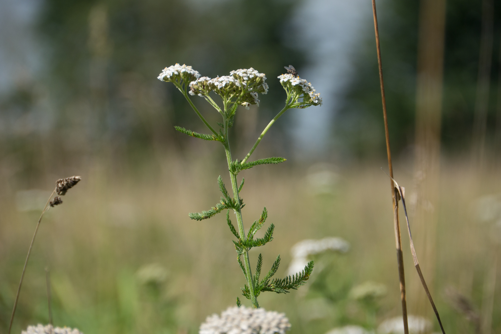 Yarrow (Achillea millefolium): Benefits, medicinal uses, safety ...