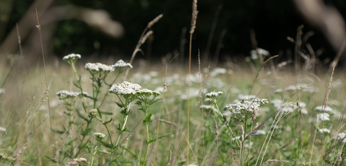 Yarrow | Herbs | Herbal Reality