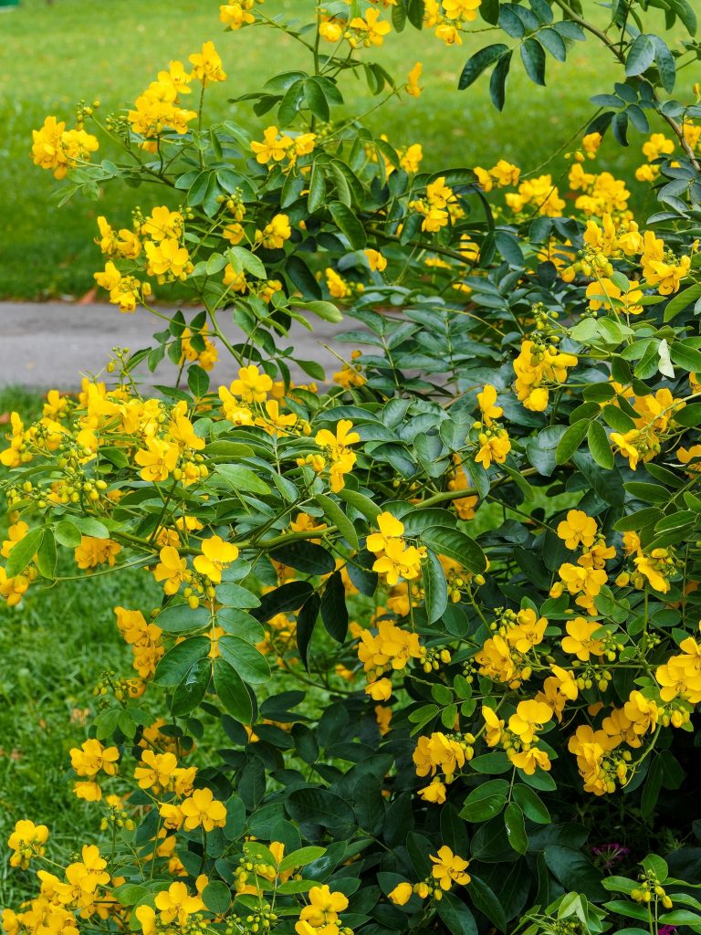 Senna (Senna alexandrina): Benefits, Uses, Safety | Herbal Reality