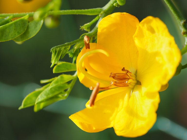 Senna | Herbs | Herbal Reality