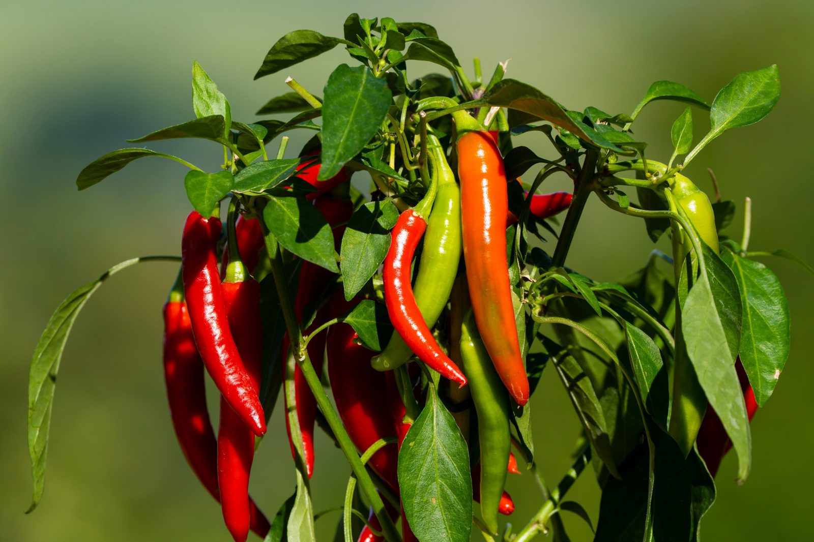 Chilli peppers | Herbs | Herbal Reality