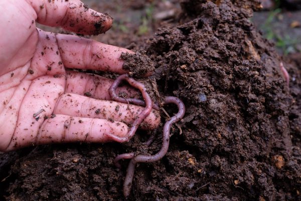 Soil health and human health | Sustainability and social welfare ...