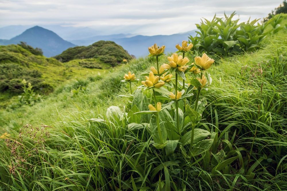 The Convention on International Trade in Endangered Species (CITES ...