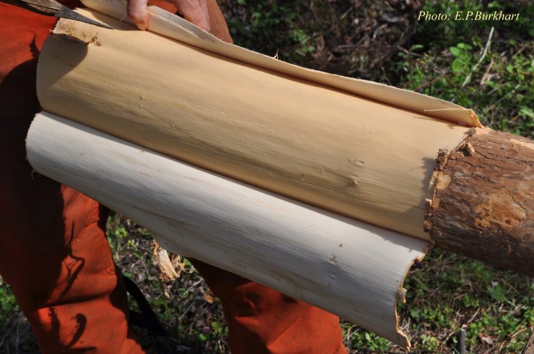 Sustainable practices: An easy slippery elm sustainable harvest guide ...