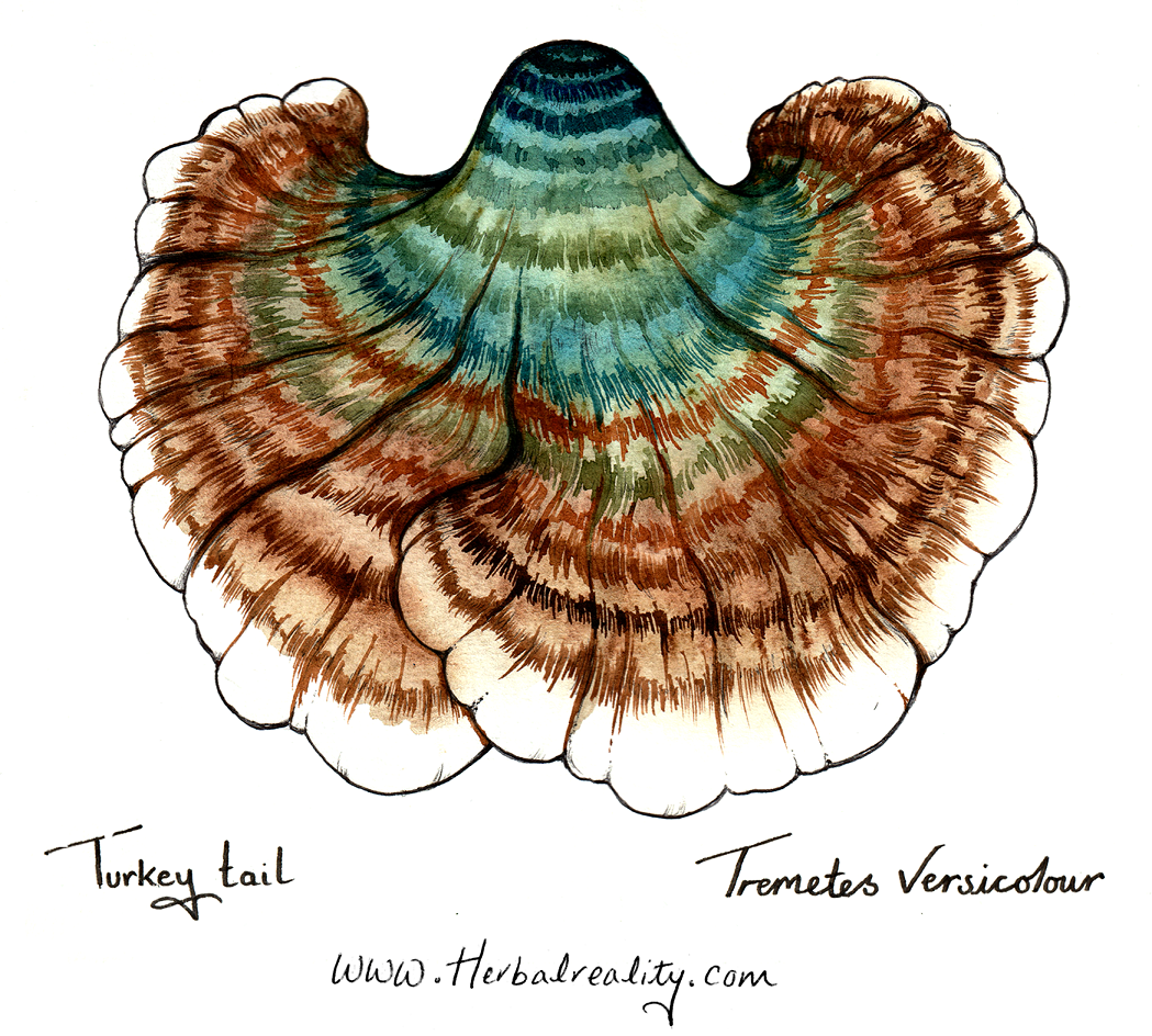 Turkey tail | Herbs | Herbal Reality