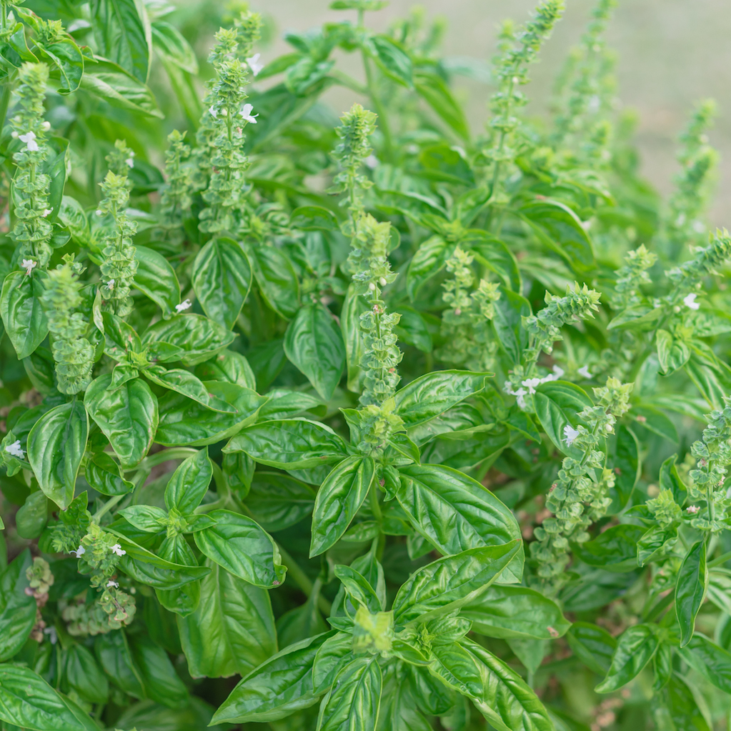 Basil | Herbs | Herbal Reality