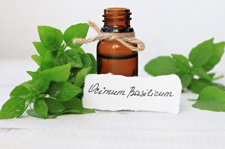 Basil (Ocimum basilicum): Benefits, Safety, Uses | Herbal Reality