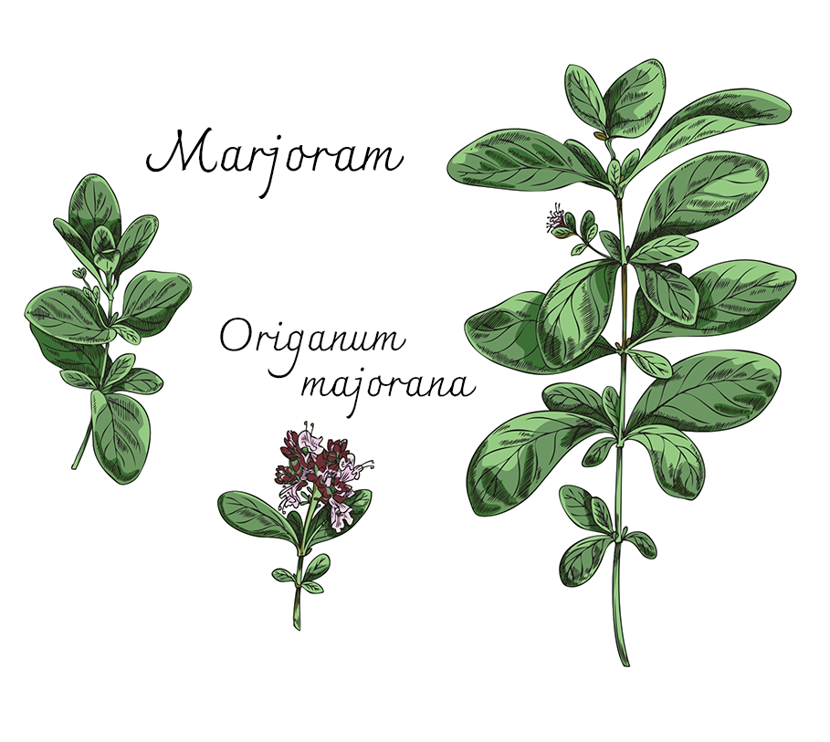 Marjoram | Herbs | Herbal Reality