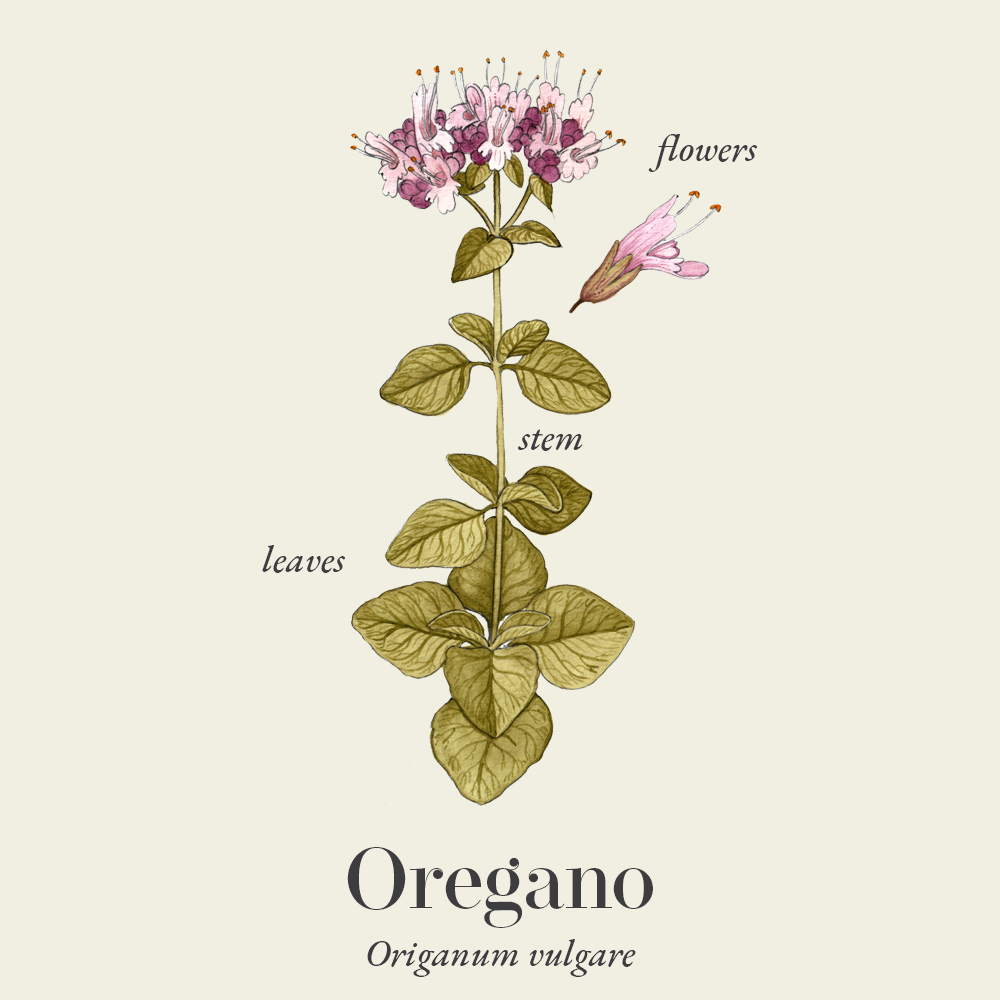 Oregano (Origanum vulgare): Benefits, Uses, Safety | Herbal Reality