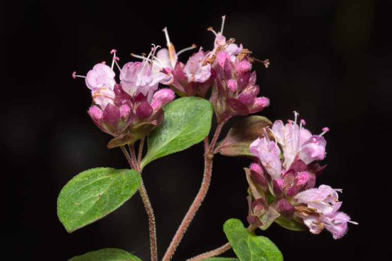 Oregano (Origanum vulgare): Benefits, Uses, Safety | Herbal Reality