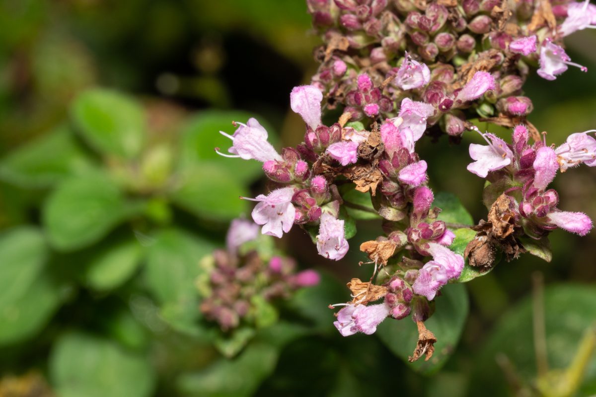 Oregano | Herbs | Herbal Reality