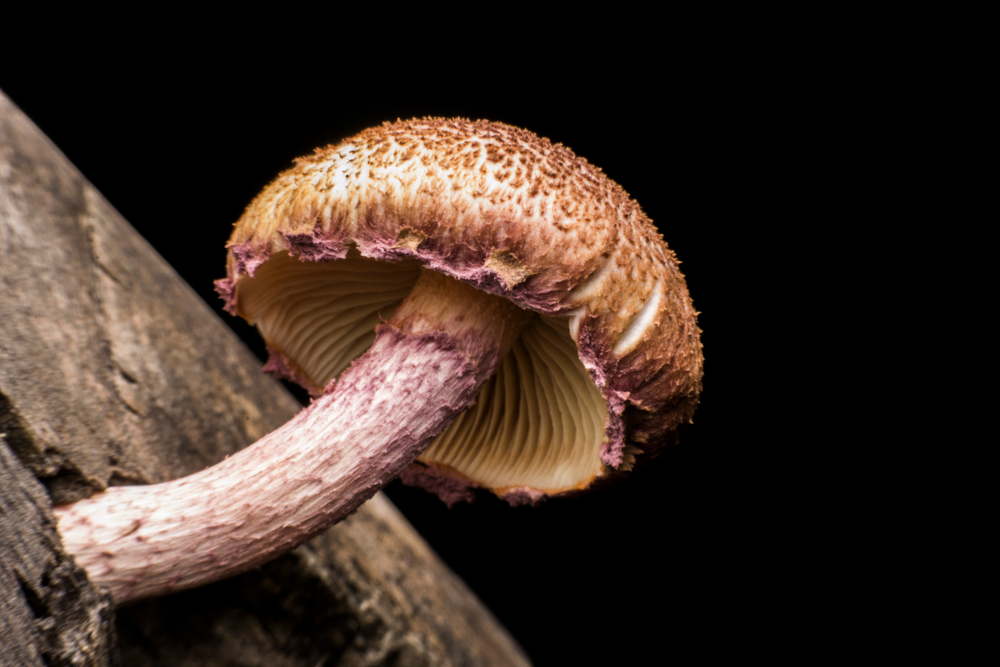 Shiitake Mushroom (Lentinula edodes): Benefits, Safety, Uses | Herbal ...