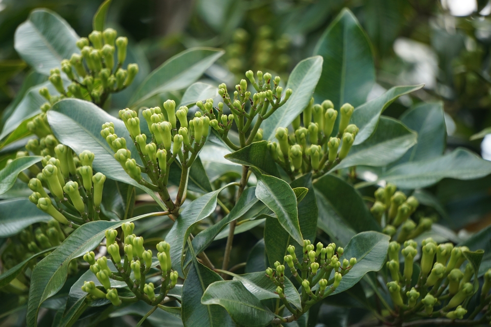 Clove | Herbs | Herbal Reality