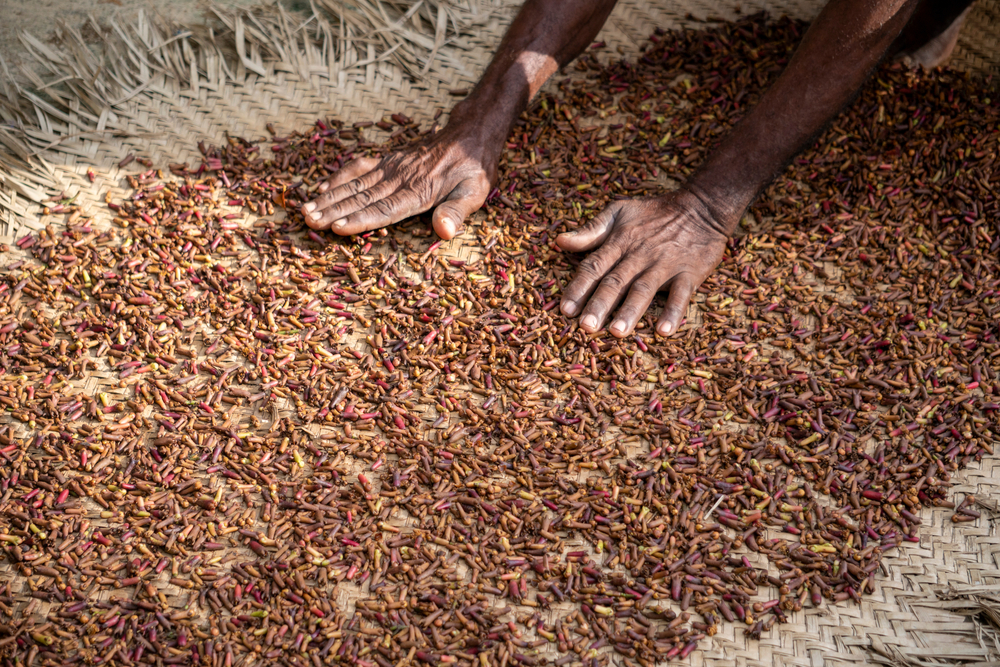 Clove (Syzygium aromaticum): Benefits, Safety, Uses | Herbal Reality
