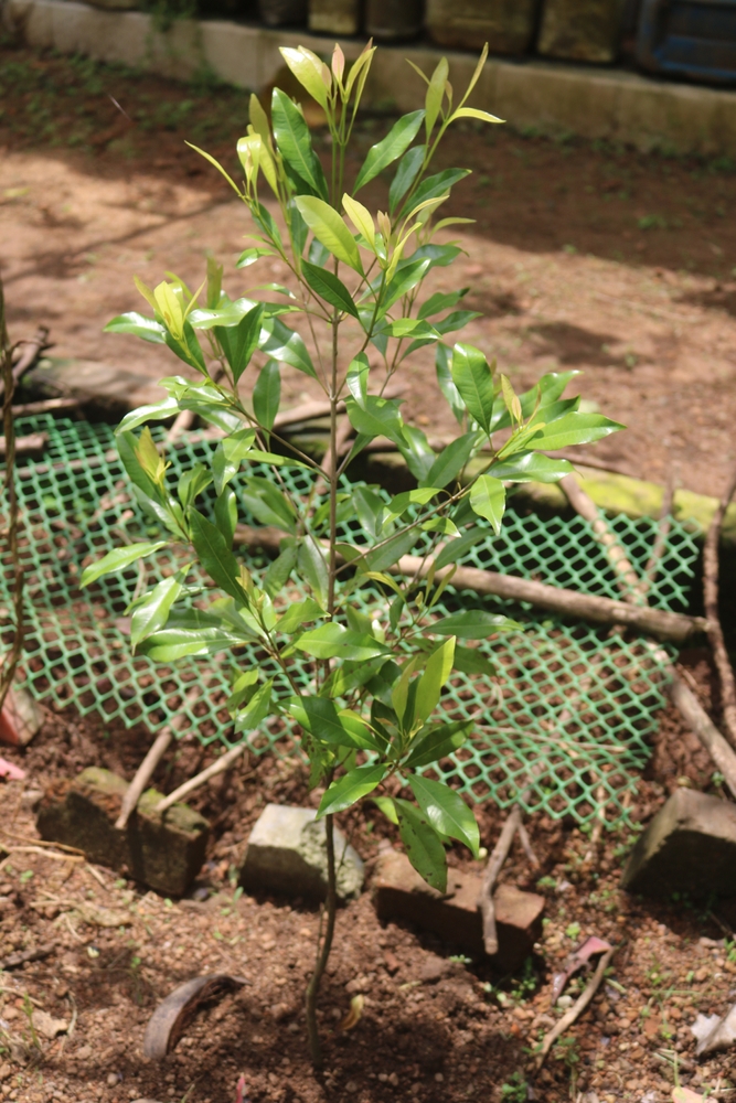 Clove (Syzygium aromaticum): Benefits, Safety, Uses | Herbal Reality