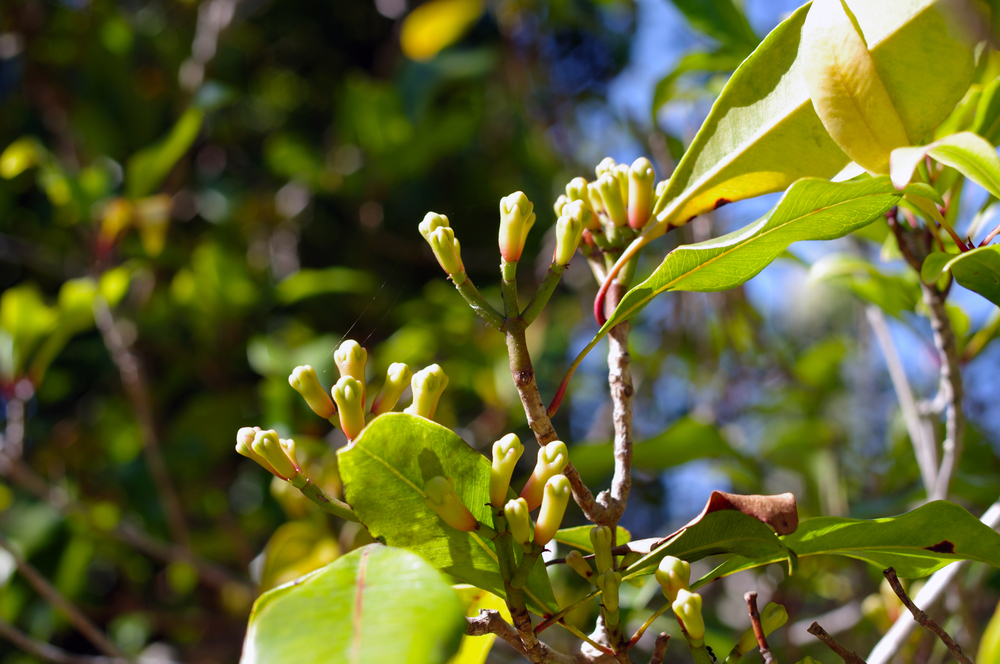 Clove | Herbs | Herbal Reality