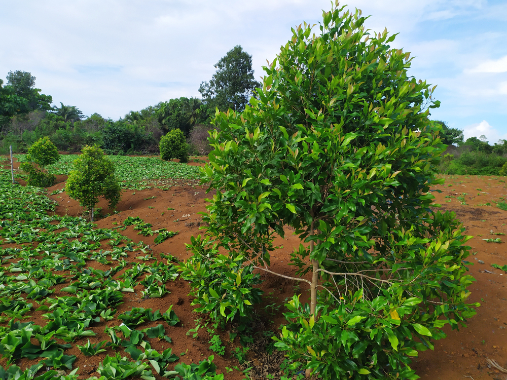 Clove | Herbs | Herbal Reality