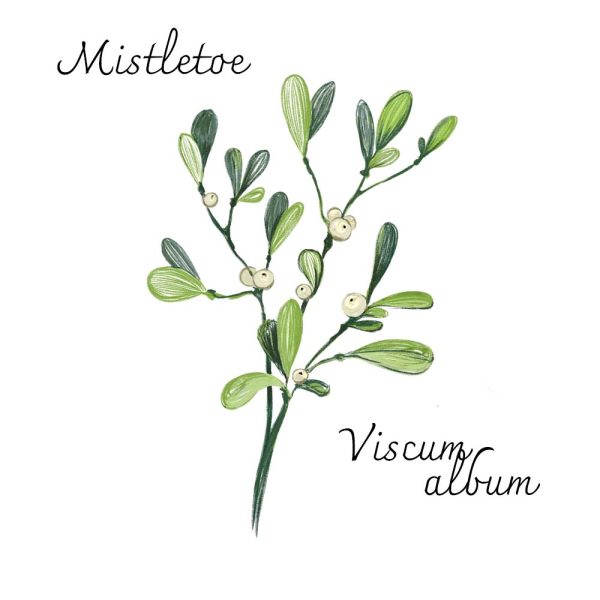 Mistletoe - Herbal Reality