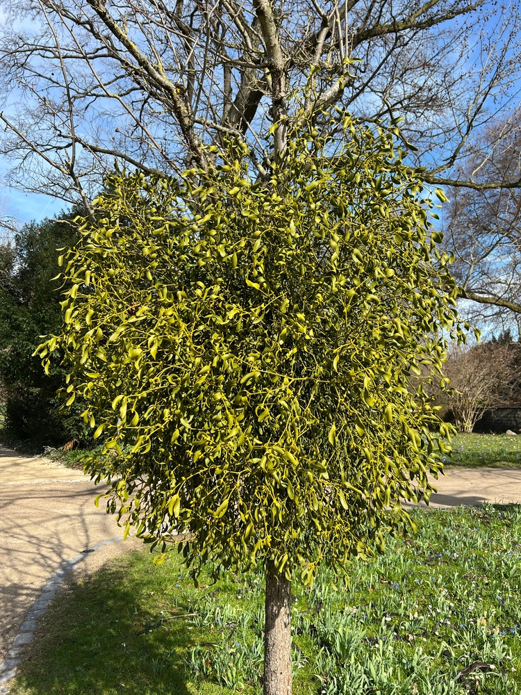 Mistletoe | Herbs | Herbal Reality