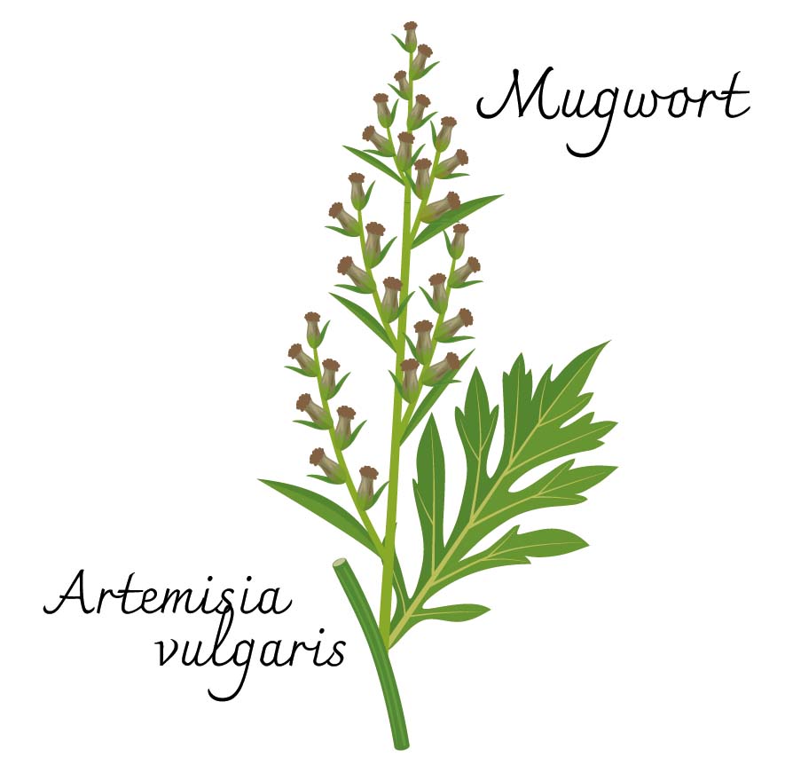 Mugwort | Herbs | Herbal Reality