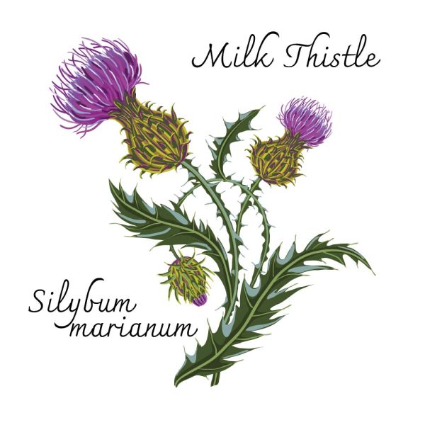 Milk thistle | Herbs | Herbal Reality