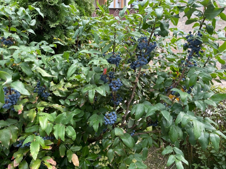 Oregon grape root | Herbs | Herbal Reality